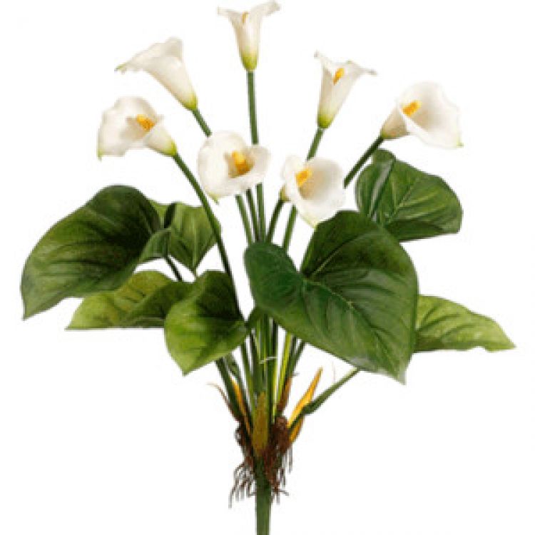 Bush Calla x 14